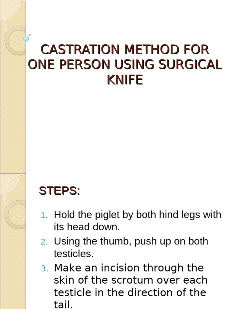 Surgical Castration Method for Piglets | PDF