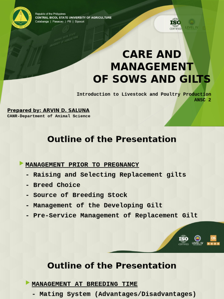 Sow and Gilt Management Guide | PDF | Pig | Horse Breeding