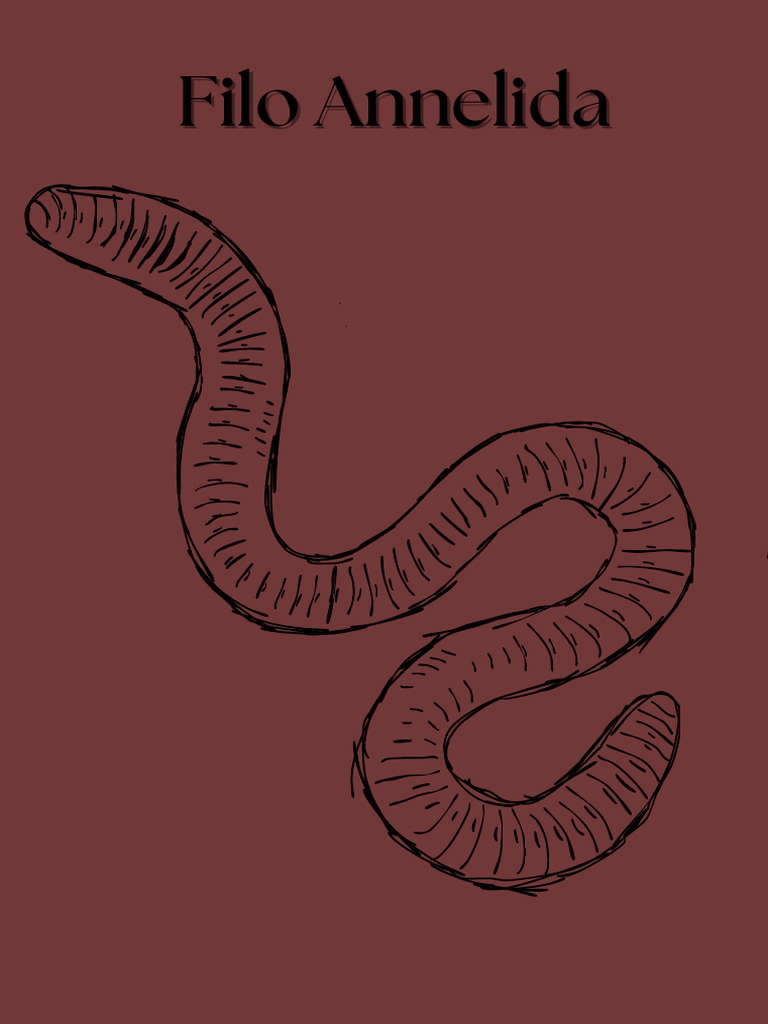 Filo Annelida | PDF