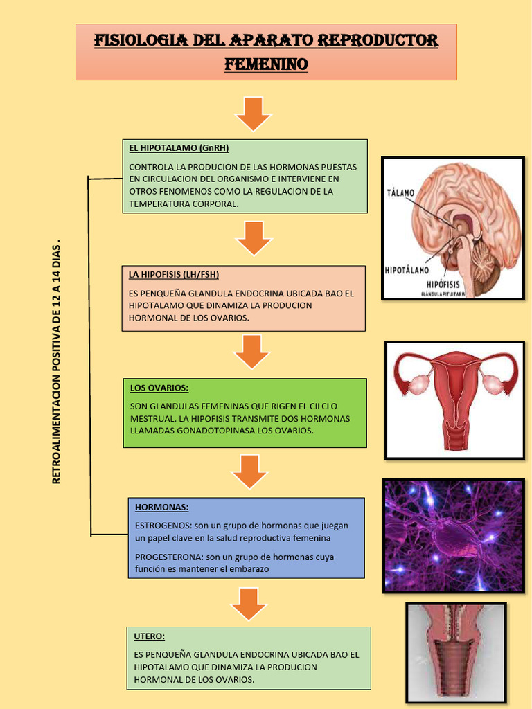 Aparato Reproductivo Femenino | PDF | Ovario | Sistema reproductivo