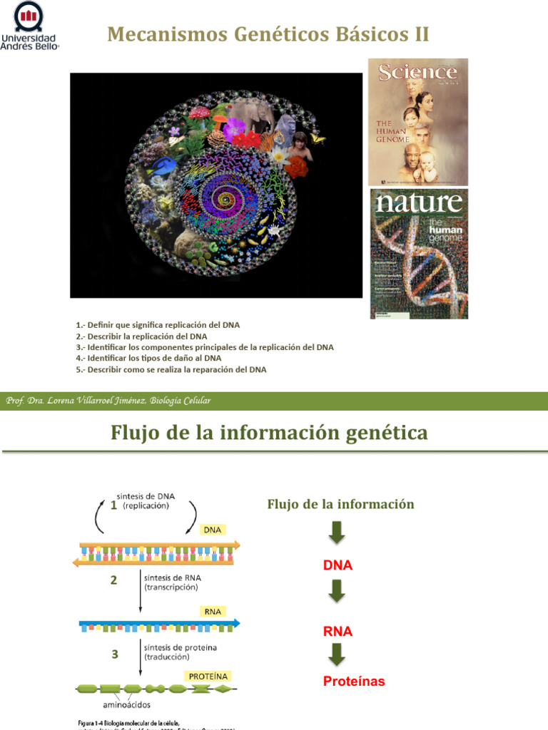 Sesion 5_ Mecanismos Geneticos Basicos | PDF | Adn | Replicación De Adn