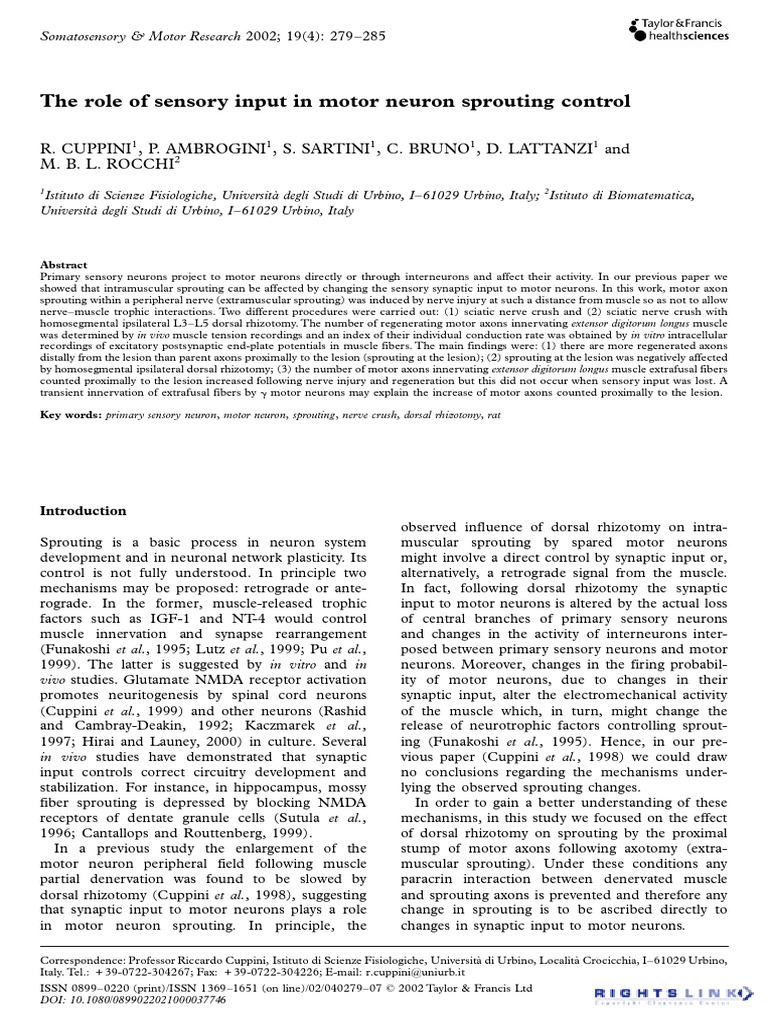 The Role of Sensory Input in Motor Neuron Sprouting Control (DOC 18 ...