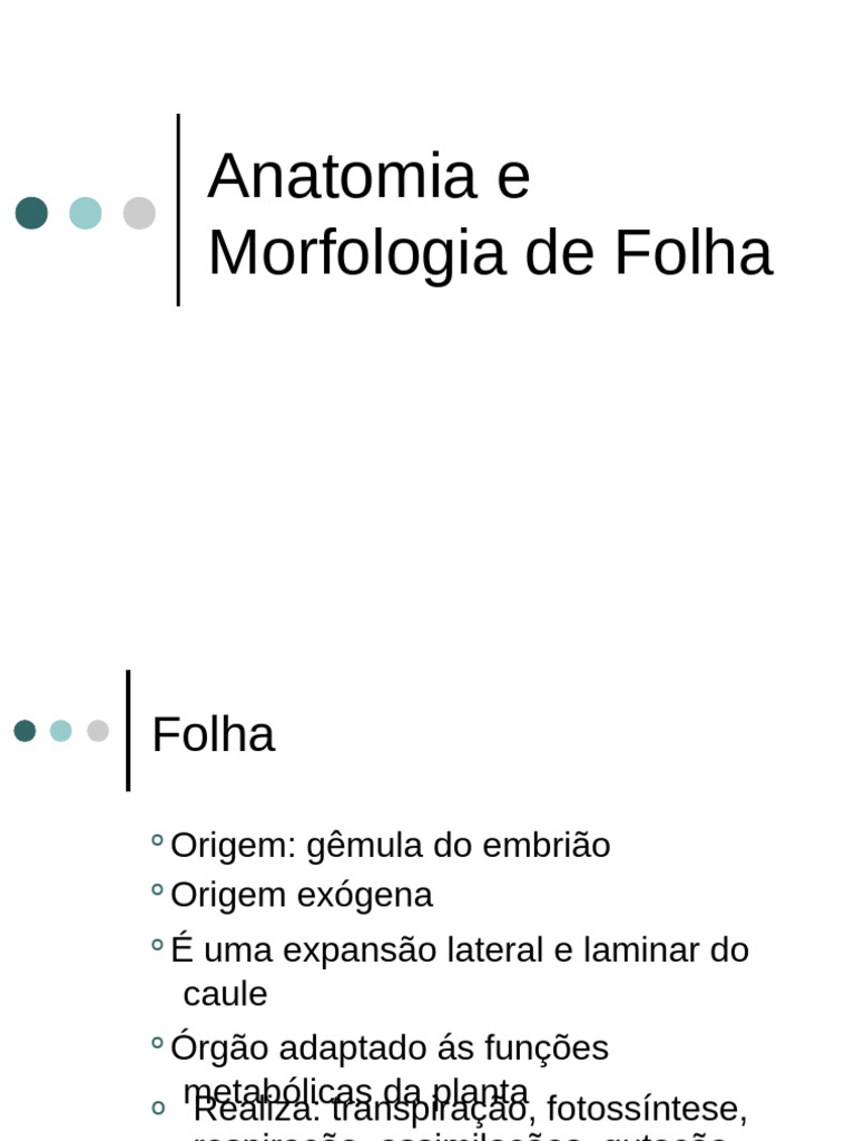 Morfologia e Anatomia Da Folha | PDF | Folha | Áreas da Botânica