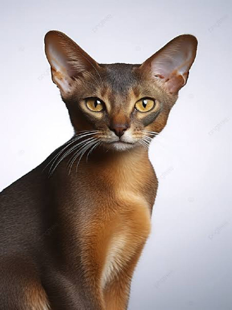 Gato Gato Gato | PDF