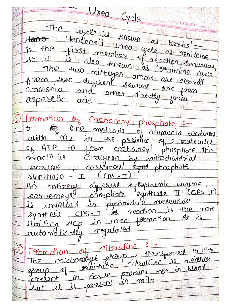 Urea Cycle | PDF
