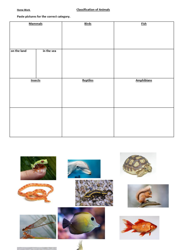 Classification of Animals | PDF