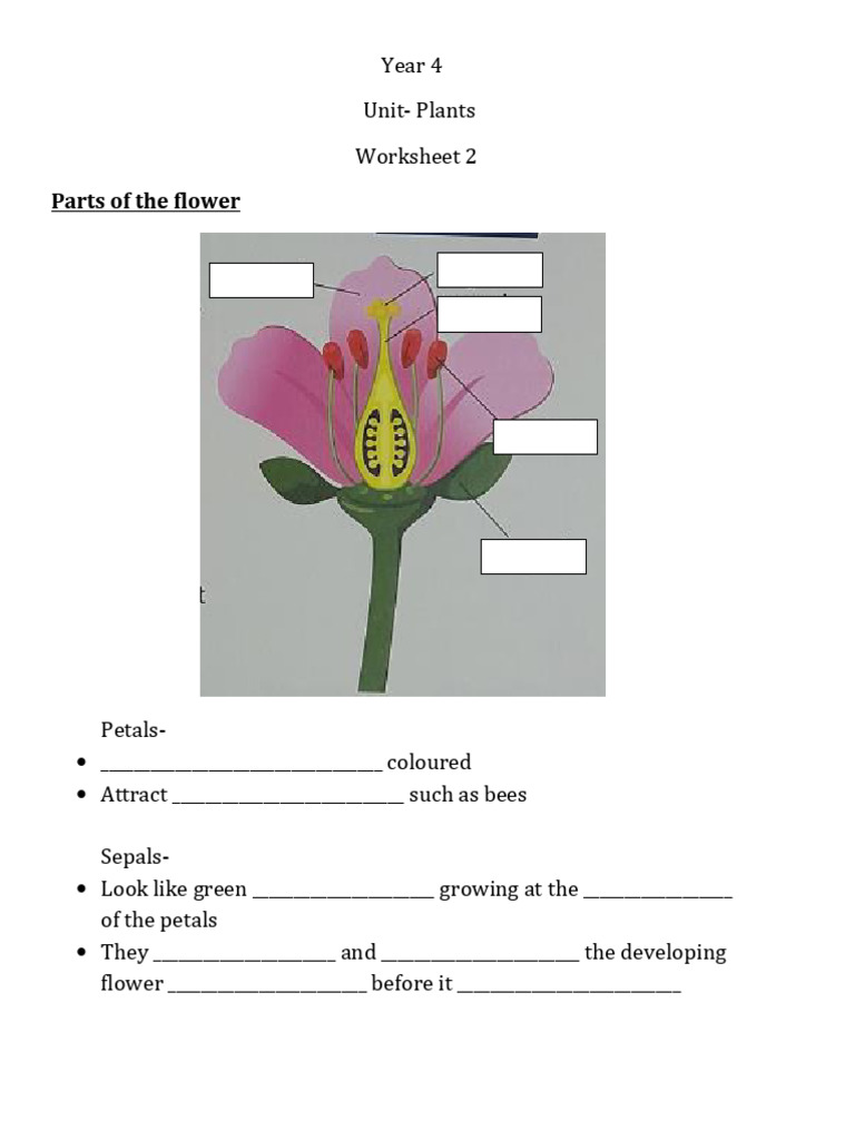 Y4-Plants-WS 2 | PDF