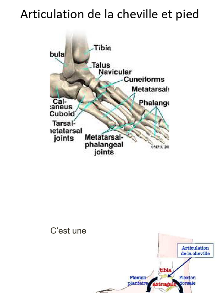 Anatomie de l'articulation de la cheville | PDF | Pied | Anatomie humaine