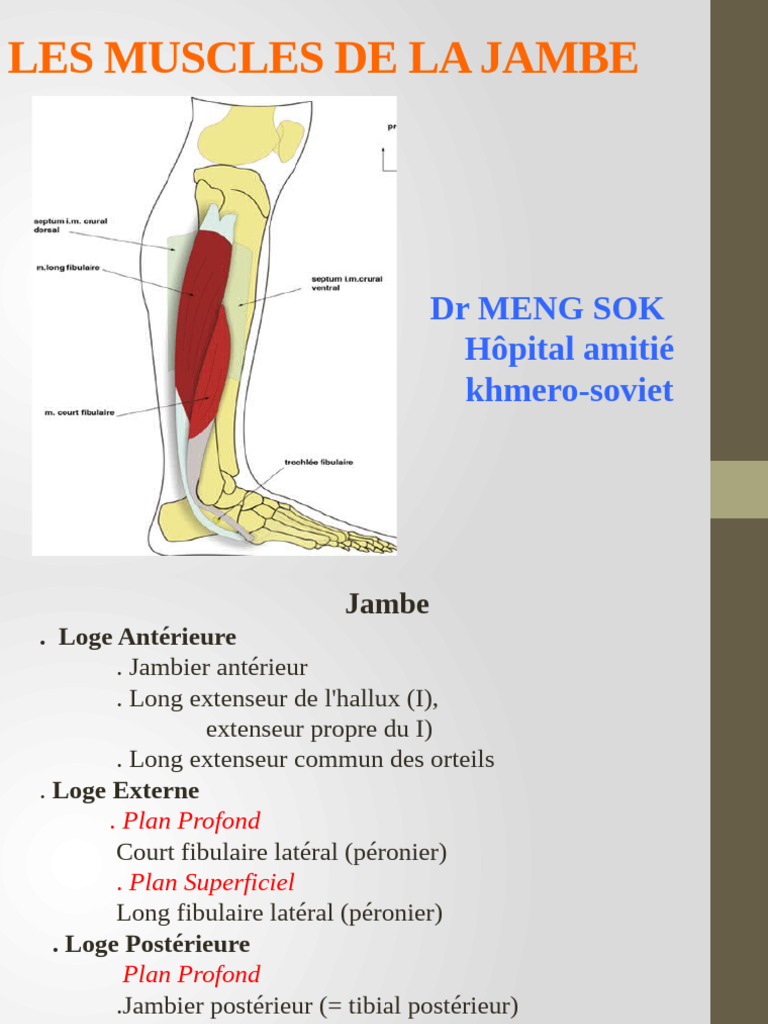 Les Muscles de La Jambe | PDF | Pied | Jambe humaine