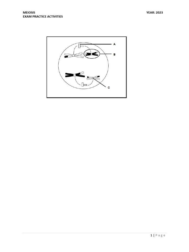 Meiosis Past Paper Worksheet 2024 | PDF | Meiosis | Chromosome