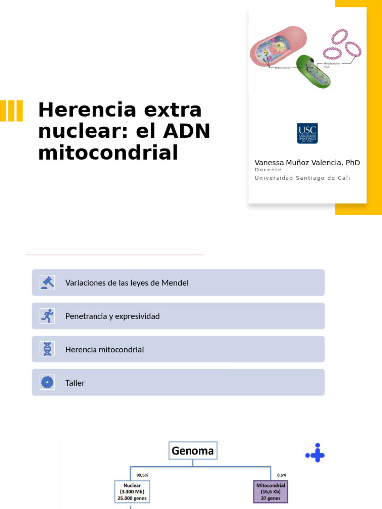 Clase 7 - Herencia Extranuclear 1 | PDF | Adn mitocondrial | Mitocondria