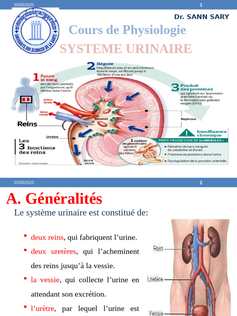 Anatomie et Fonction du Système Urinaire | PDF | Rein | Appareil urinaire