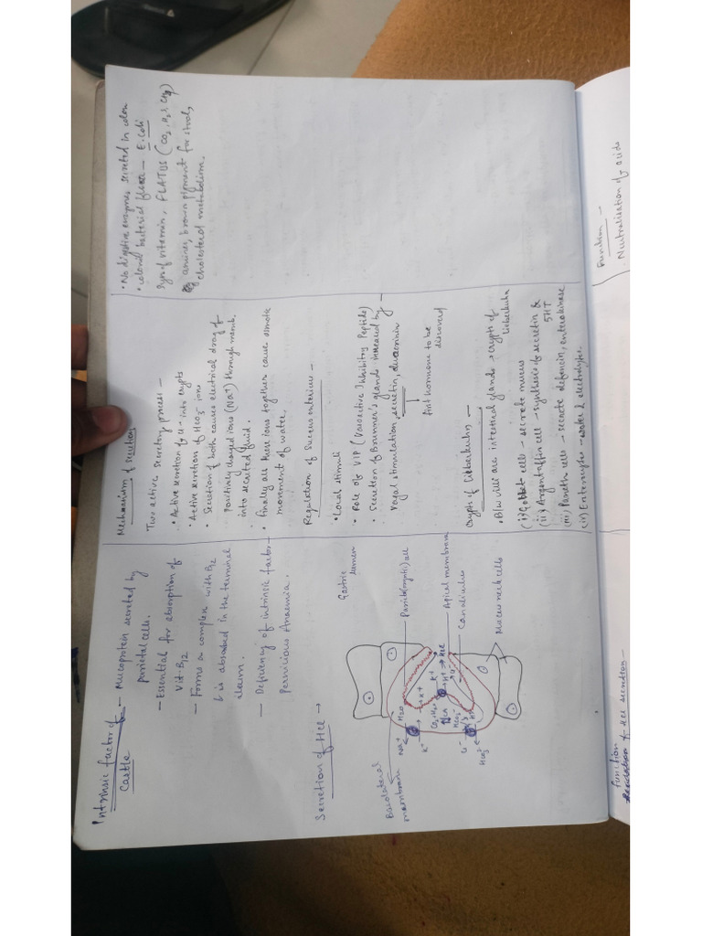 Memorize This To Get Marks in Physiology - 40 | PDF