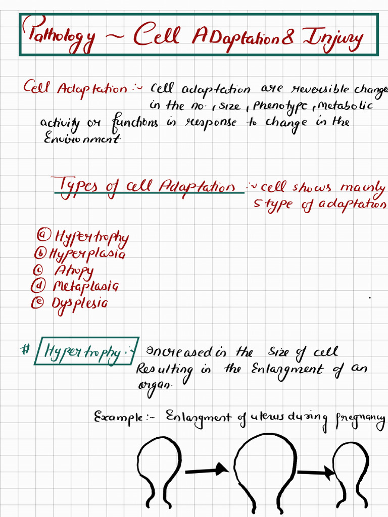 Cell adaptations_240614_150850 | PDF