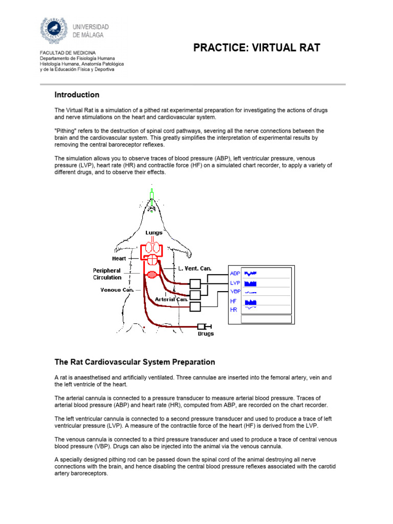Document Prat Instructions | PDF | Blood Pressure | Heart