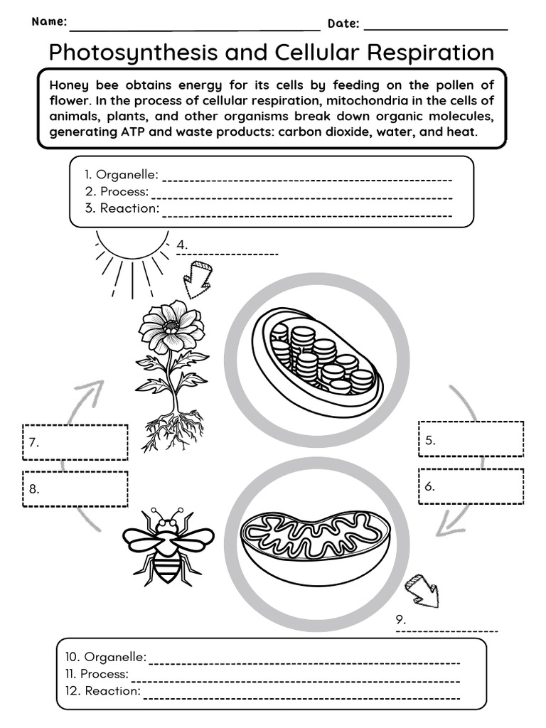PhotosynthesisandCellularRespirationWorksheetActivity-1 | PDF ...