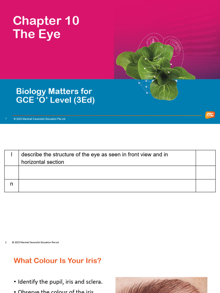 C10 The Eye Slides 2025 Upload | PDF | Eye | Human Eye