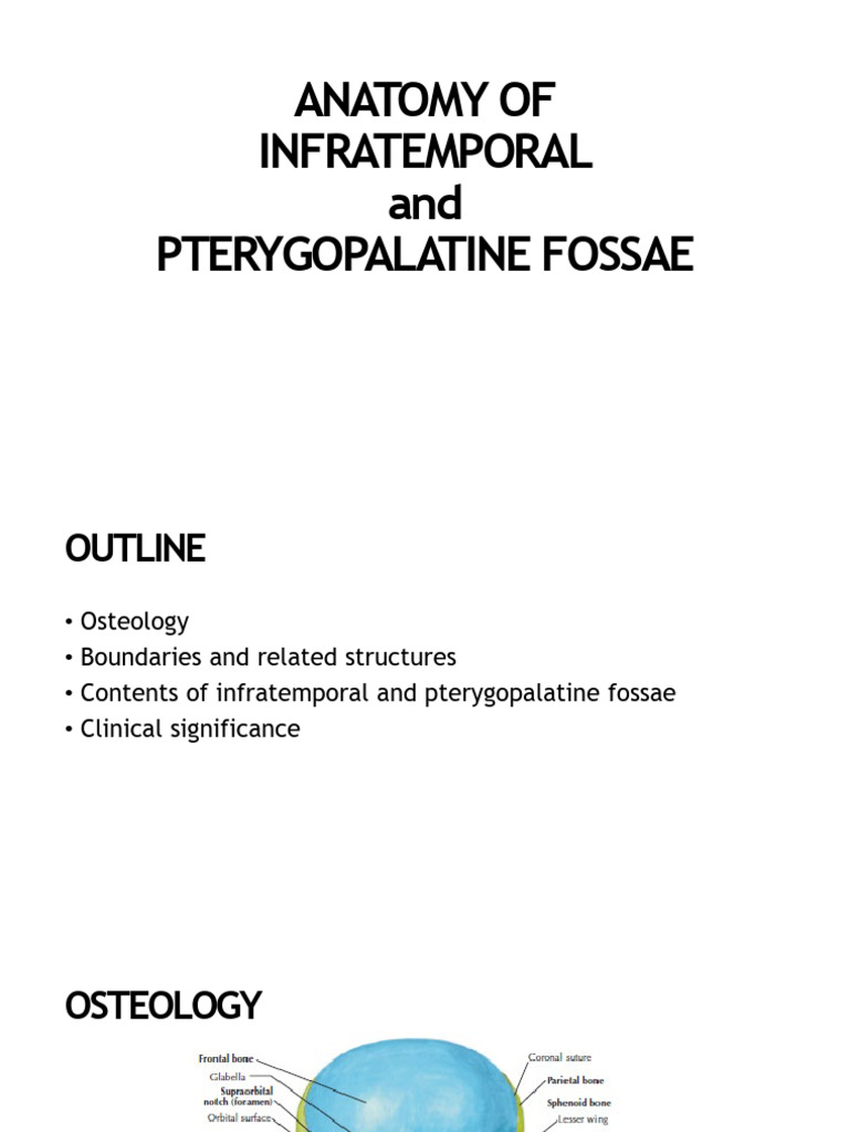 Anatomy of Pterygopalating Fossa | PDF | Human Nose | Human Head And Neck