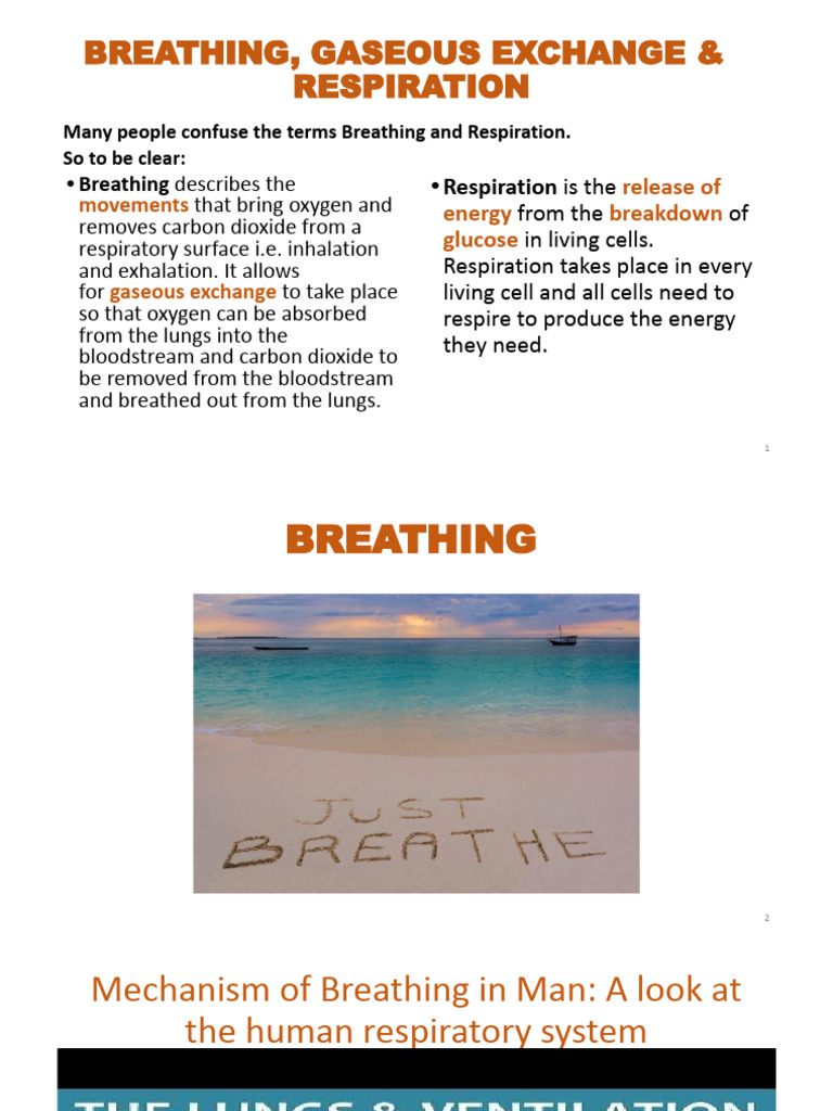 GASEOUS EXCHANGE & RESPIRATION POWERPOINT - PPTM 2 | PDF | Cellular ...