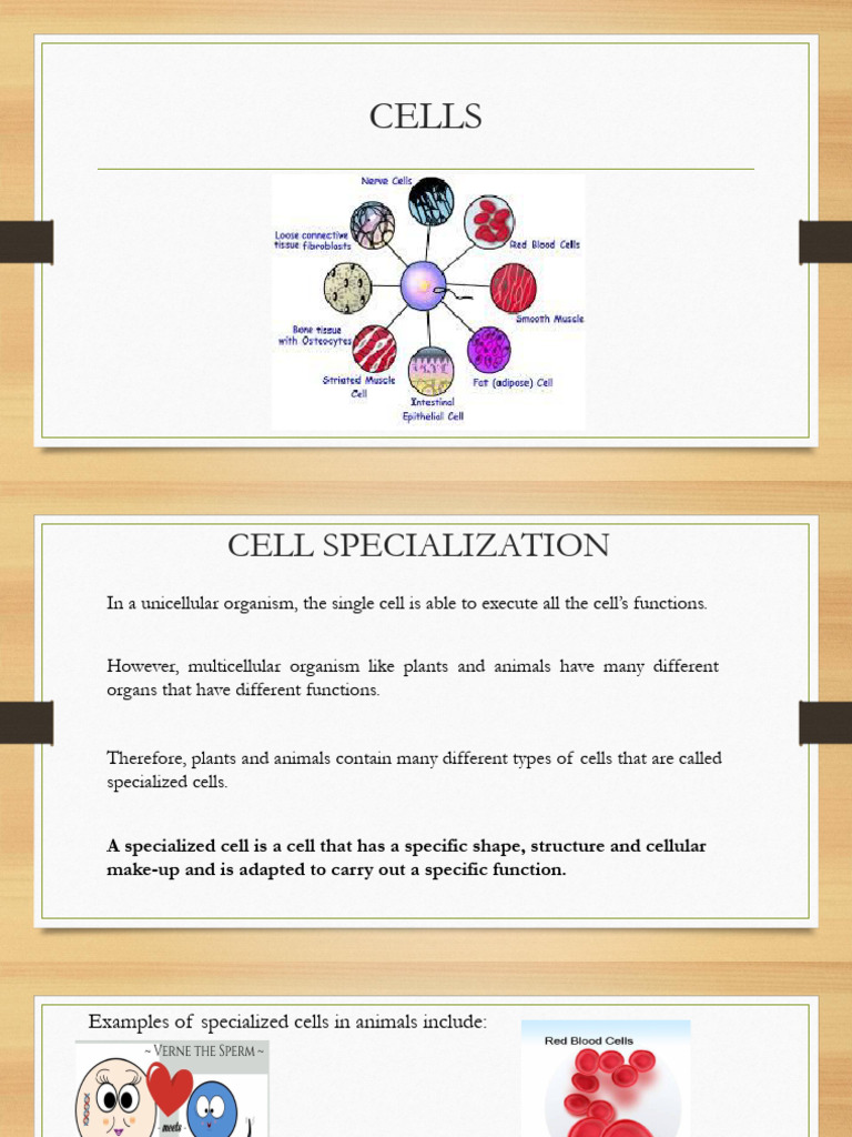 Cell Specialization and Organization | PDF | Tissue (Biology) | Cell ...