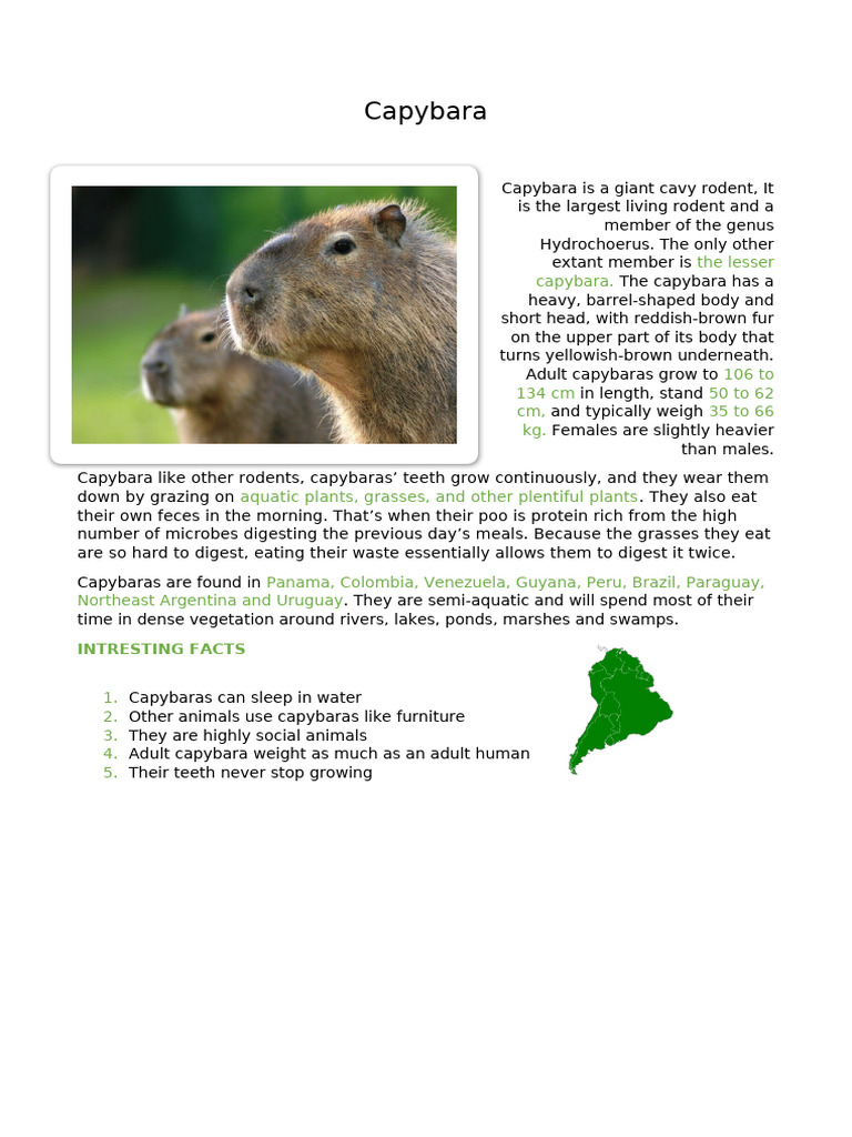 Capybara | PDF