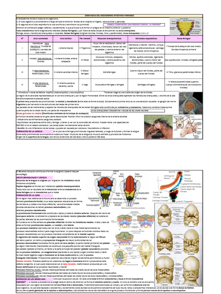 Derivados Del Endodermo Intestino Faringeo | PDF | Lengua | Anatomía humana