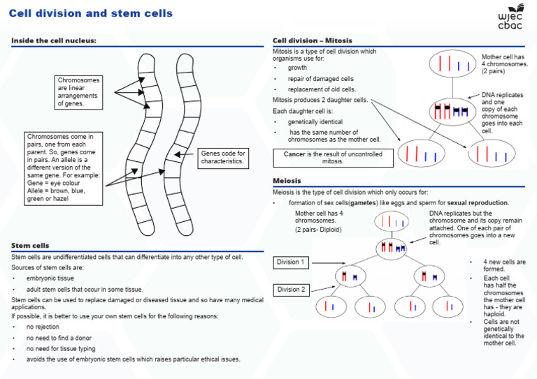 Cell Division and Stem Cells | PDF | Cell (Biology) | Chromosome