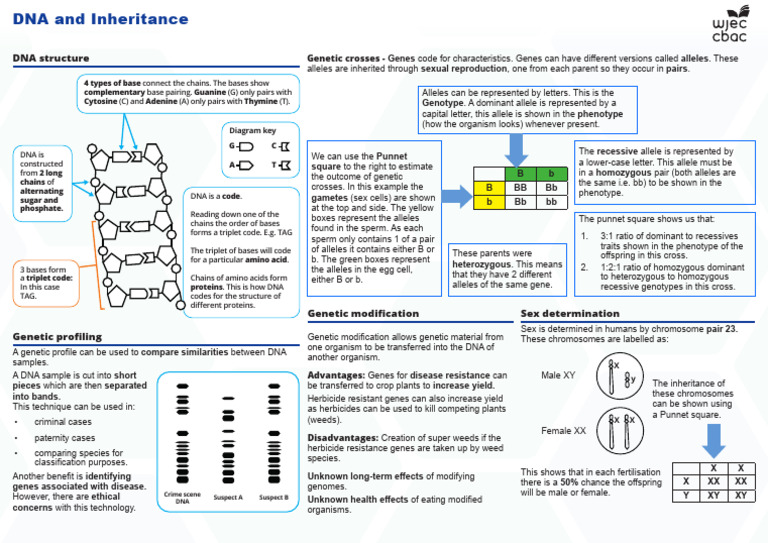 Dna and Inheritance | PDF | Dominance (Genetics) | Genetics
