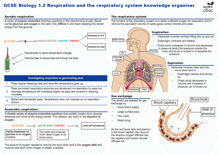 Respiration and Gas Exchange Overview | PDF | Respiratory System ...