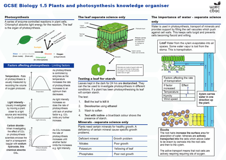 GCSE Biology 1.5 Plants and Photosynthesis Knowledge Organiser | PDF ...