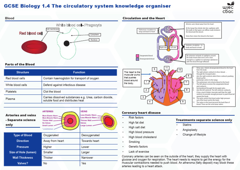 GCSE Circulatory System Overview | PDF | Heart | Vein