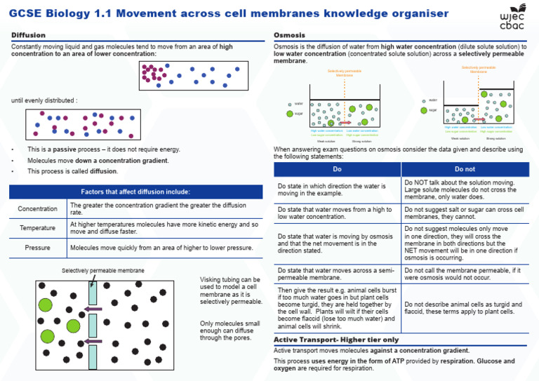 GCSE Biology 1.1 Movement Across-Cell-Membranes - Knowledge Organiser ...
