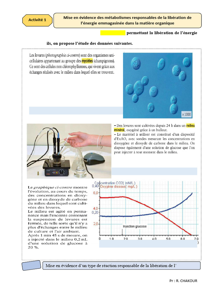 Métabolismes des levures en milieu anaérobie | PDF | Levure | Biologie