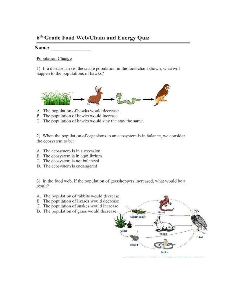Food Chain Quiz | PDF