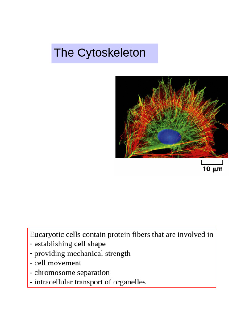 Overview of the Cytoskeleton Functions | PDF | Microtubule | Cytoskeleton