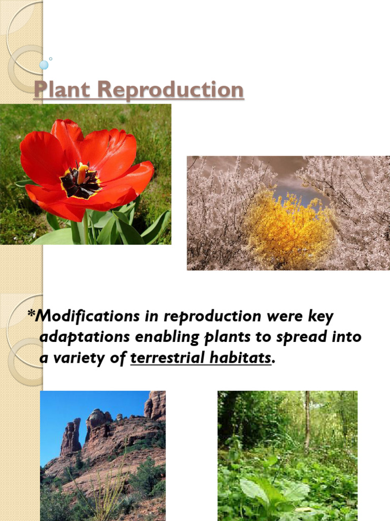 Section 14 Reproduction of Plants | PDF | Seed | Plant Reproduction