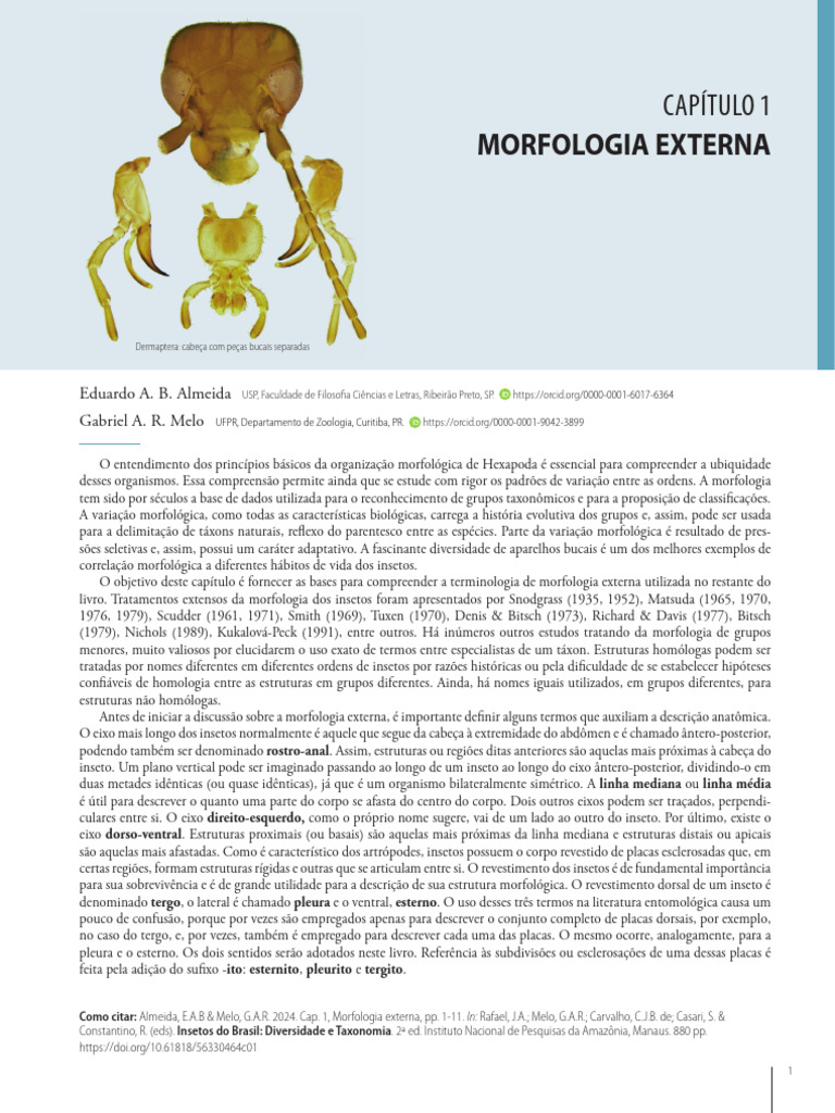 Morfologia Externa dos Insetos | PDF | Insetos | Artrópodes