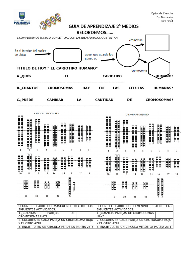 Guia 2° CARIOTIPO HUMANO | PDF | Cariotipo | Cromosoma