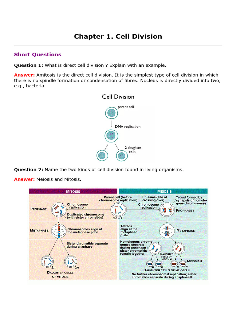 1 - 01. Cell Division | PDF | Meiosis | Mitosis