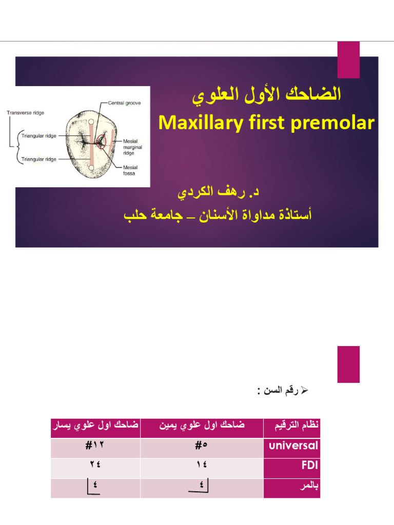 Upper Premolar | PDF