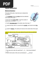 Labeled Female Squid Dissection Guide | PDF | Mollusca | Anatomical ...