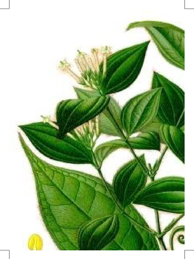 Rasterbation 6 | PDF