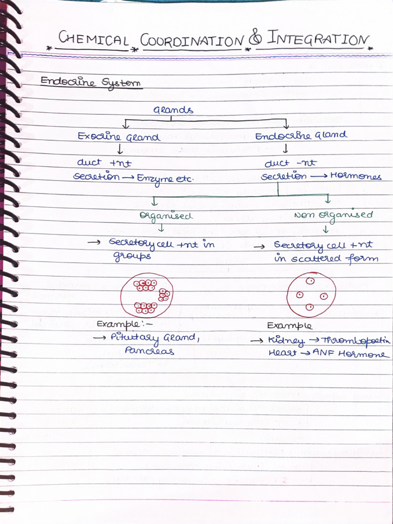 Chemical Coordination & Integration | PDF