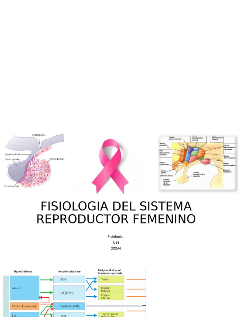 Genital Femenino FISIO | PDF | Hormona luteinizante | Ciclo menstrual