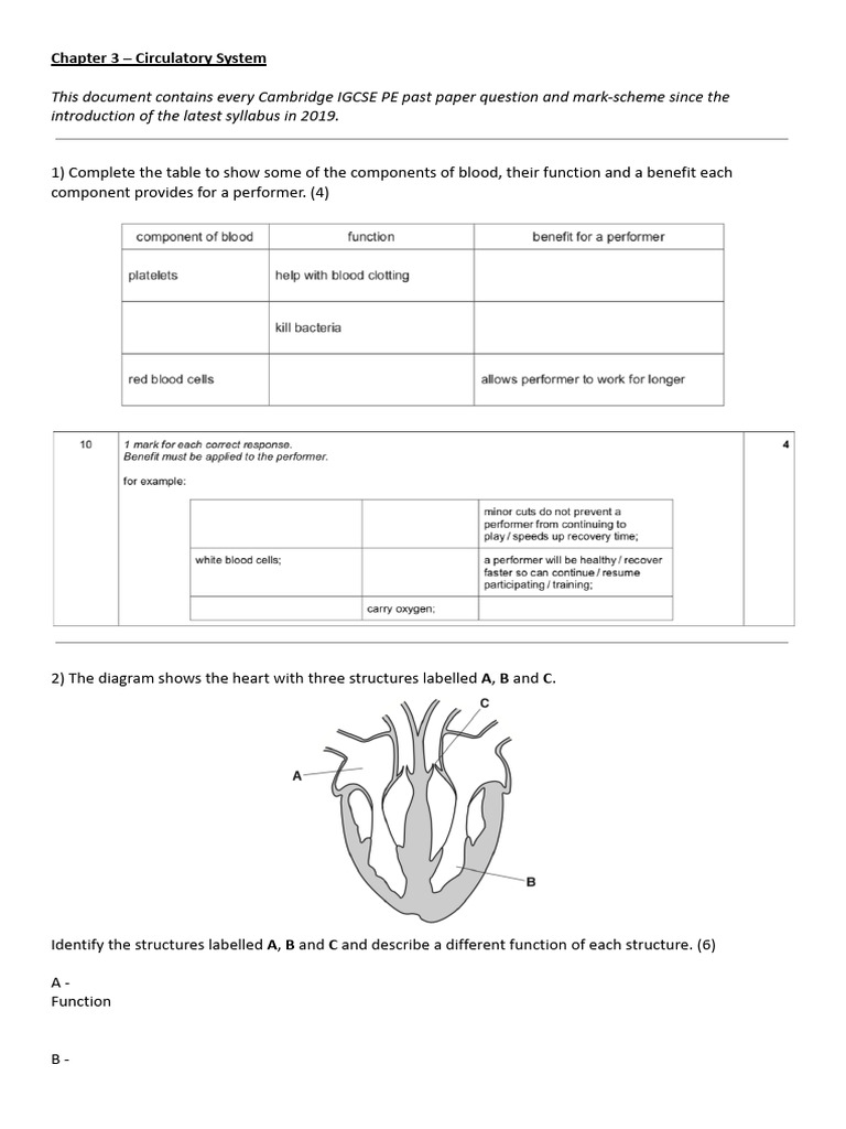 Circulatory System Overview for IGCSE | PDF | Heart | Vein