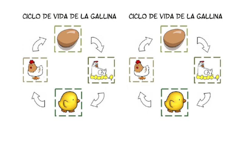 Ciclo de Vida de La Gallina | PDF