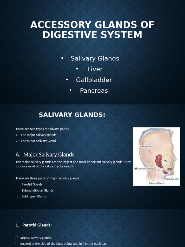 Accessory Glands of Digestive System | PDF | Bile | Pancreas