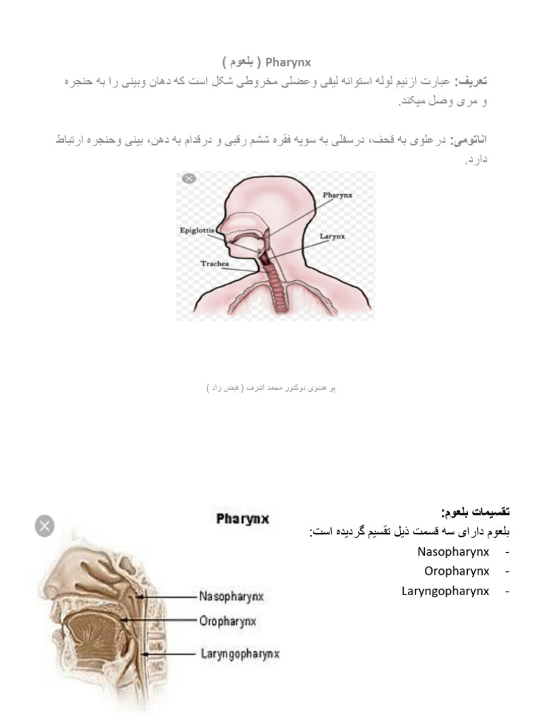 Pharynx | PDF