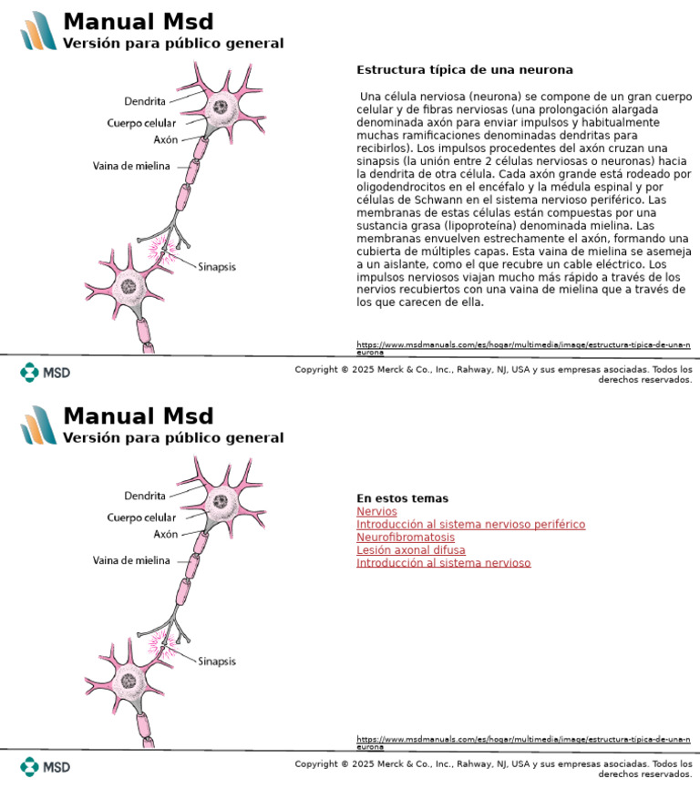 Estructura Típica de Una Neurona | PDF | Axon | Nervio
