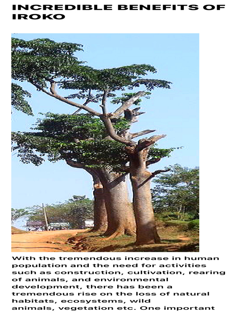 Incredible Benefits of Iroko | PDF | Trees | Plants